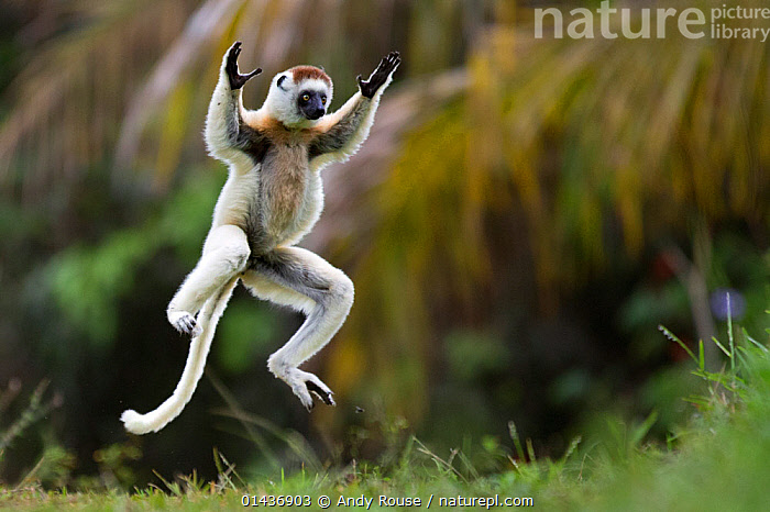 Stock photo of Verreaux Sifaka (Propithecus verreauxi) jumping ...