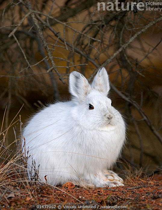 Lepus Americanus