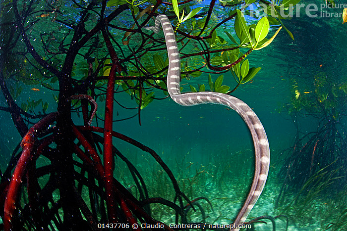 Stock photo of Seasnake amongst mangroves, Batasan Island, Danajon Bank ...