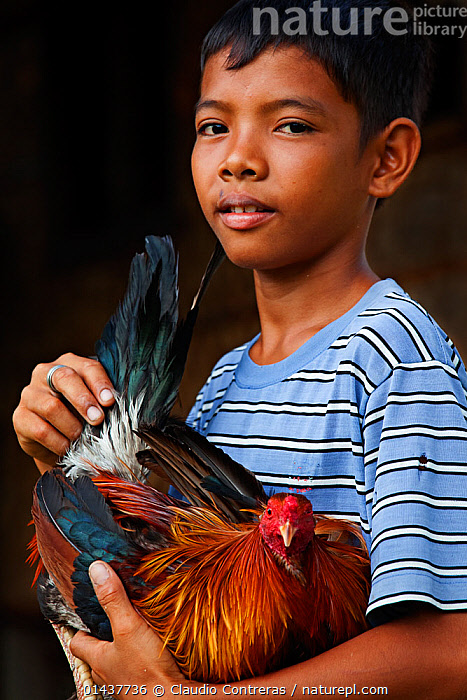 Stock photo of Boy with rooster pet, Jao Island, Danajon Bank, Central ...
