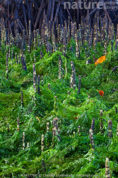 Stock photo of Mangrove roots covered with algae bloom, Batasan Island ...
