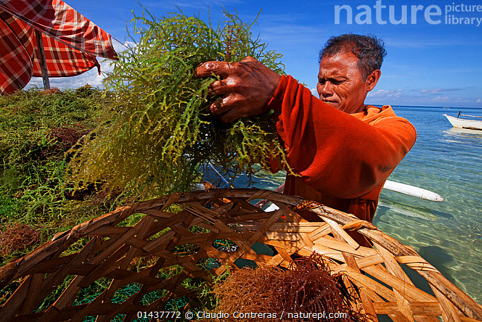 Stock photo of Man unloading seaweed, Hambungan Island, Danajon Bank ...