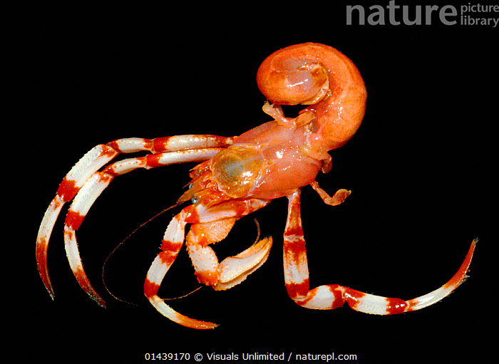 Hermit Crabs Without Shell