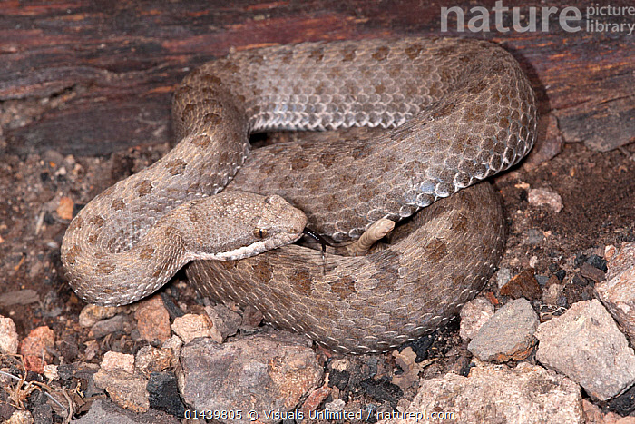 Twin Spotted Rattlesnake
