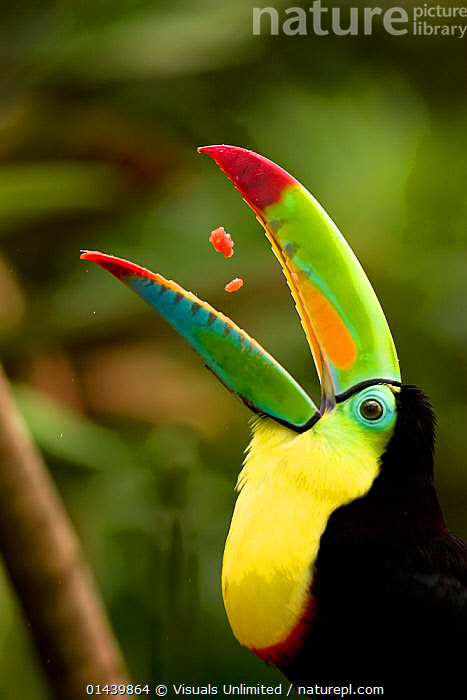 Keel Billed Toucan Eating
