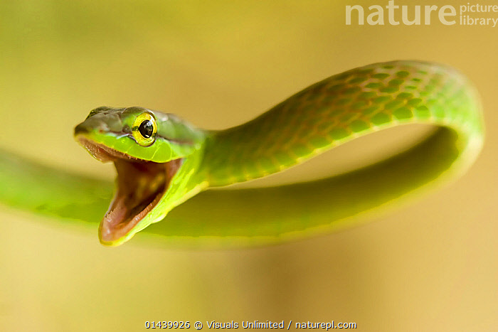 Stock photo of Satiny Parrot Snake (Leptophis depressirostris) mouth ...