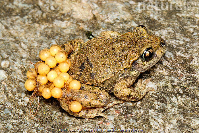Frog Carries Eggs On Back