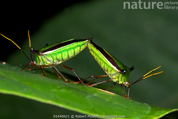Stock photo of Stink Bugs (Pentatomidae) mating, Manu, Peru. Available ...