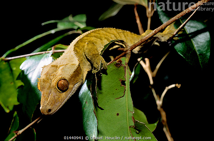 Stock photo of New Caledonian crested gecko on branch (Correlophus ...