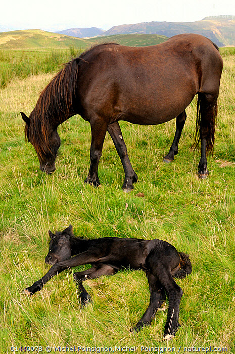 Stock photo of Merens horse (Equus caballus) mare with resting foal ...