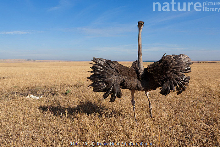 Stock photo of Ostrich (Struthio camelus) female with wings spread to ...