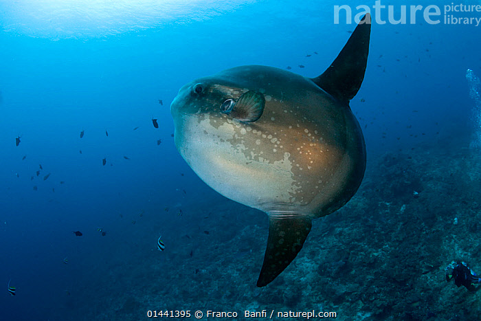Stock photo of Ocean Sunfish (Mola Mola) Crystal Bay, Nusa Penida, Bali ...