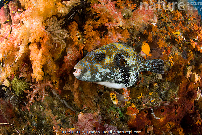 Stock photo of Map puffer (Arothron mappa) Raja Ampat, Irian Jaya, West ...