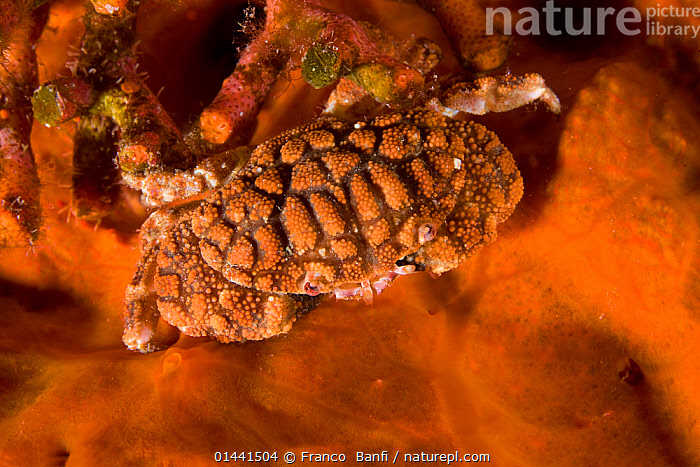 Stock photo of Button crab (Paractaea monodi) on encrusting red sponge ...