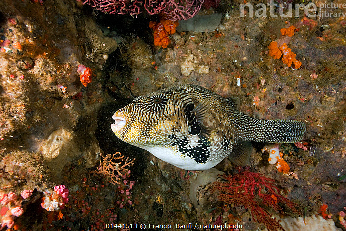 Stock photo of Map puffer (Arothron mappa) Raja Ampat, Irian Jaya, West ...