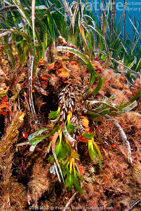 Stock photo of Inflorescence of Neptune grass (Posidonia oceanica ...