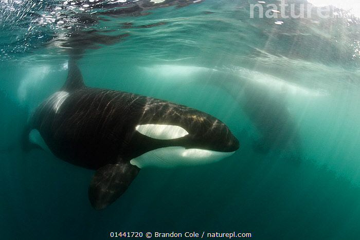 Stock photo of Killer whale (Orcinus orca) member of the 'transient ...