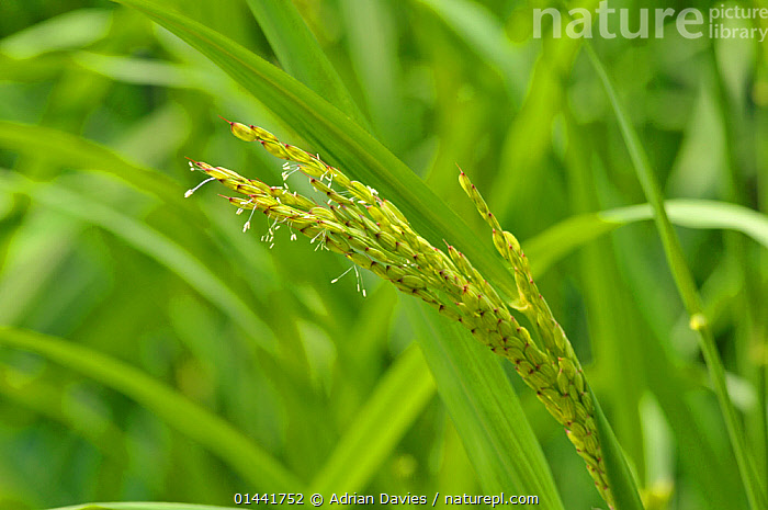 Stock photo of Asian rice (Oryza sativa) growing in a botanical garden ...