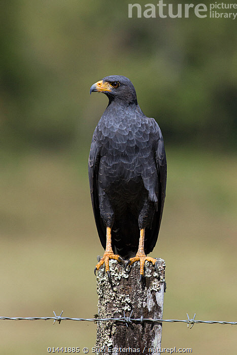 Stock photo of Mangrove Black Hawk (Buteogallus subtilis) perched on ...