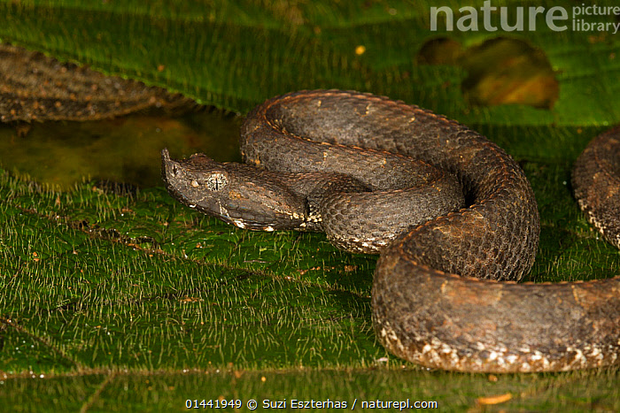 Stock photo of Hog-nosed Pit Viper (Bothrops nasutus) Northern Costa ...