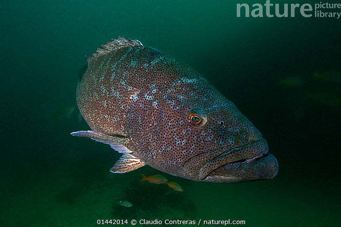 Stock photo of Leopard grouper (Mycteroperca rosacea), IUCN Vulnerable ...