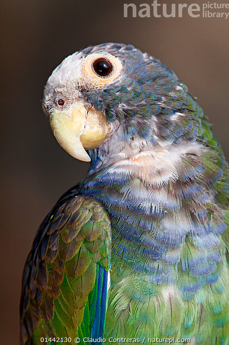 Stock photo of White crowned parrot (Pionus senilis), captive ...