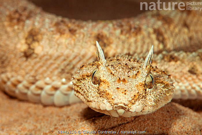 Stock photo of African horned viper (Cerastes cerastes), captive ...