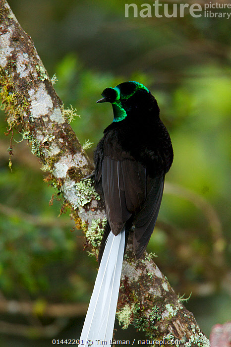 Ribbon Tailed Astrapia Bird Ribbon Tailed Astrapia Stock Photo