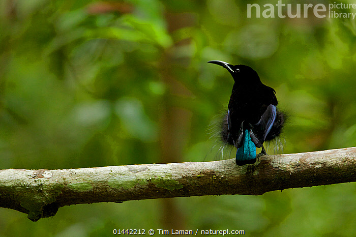Stock photo of Magnificent Riflebird Bird of Paradise (Ptiloris ...