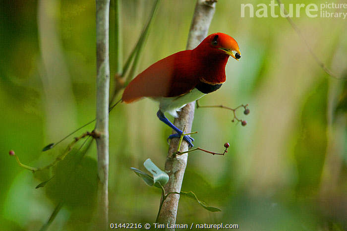 Stock photo of King Bird of Paradise (Cicinnurus regius) male with a ...