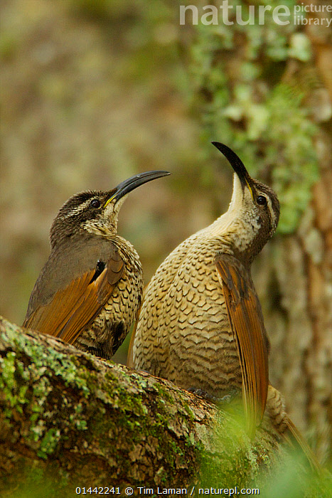 Stock photo of Paradise Riflebird (Ptiloris paradiseus) young males ...