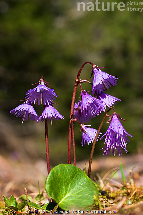 Stock photo of Alpine flower (Soldanella alpina) Karwendel Valley ...