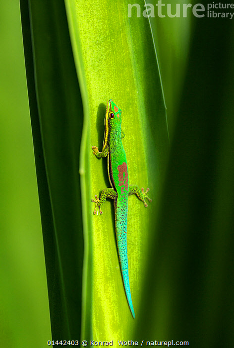 Stock photo of Lined Day Gecko (Phelsuma lineata bifasciata) on leaf ...