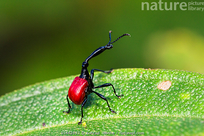 Stock photo of Giraffe Weevil (Trachelophorus giraffa) in the ...