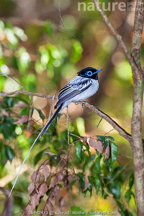 Stock photo of Madagascar Paradise-Flycatcher (Terpsiphone mutata ...