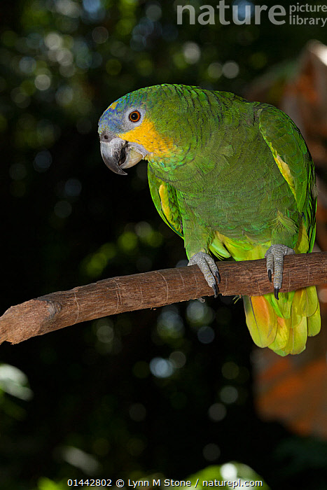 Stock photo of Orange-Winged Amazon Parrot (Amazona amazonica) captive ...