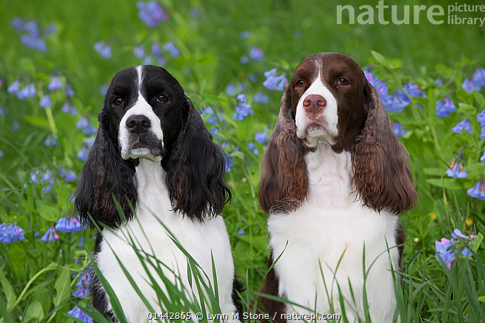 Stock photo of English Springer Spaniels (show type) in Virginia ...