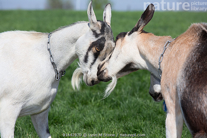 Stock photo of Alpine Goats (a dairy breed) nanny goats butting heads ...