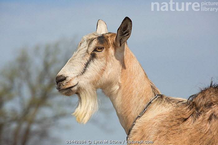 Stock photo of Alpine Goat (a dairy breed) nanny goat in pasture ...