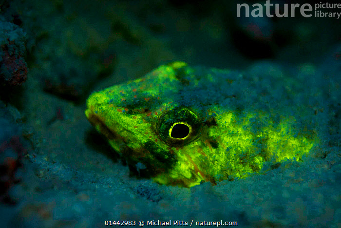 Stock photo of Sand lizard fish (Synodus dermatogenys) taken at night ...