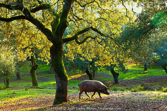 Stock photo of Iberian black pig foraging in oak woodland, Sierra de ...