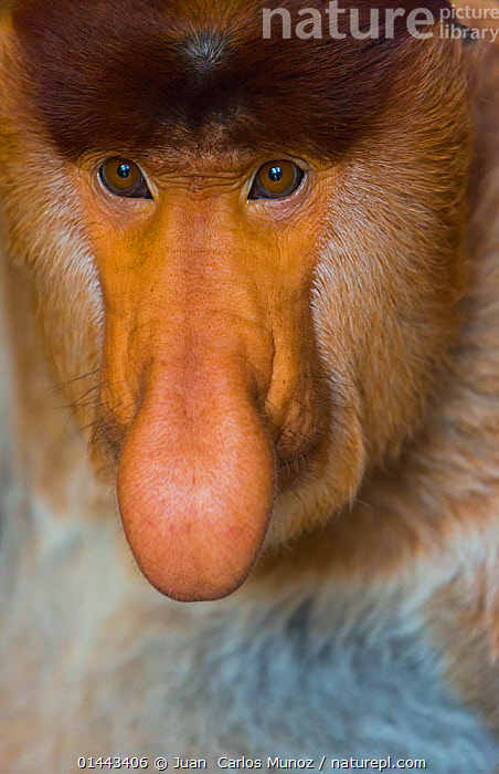 Stock photo of Proboscis monkey (Nasalis larvatus) face close up, Sabah ...