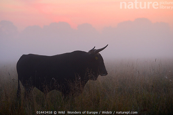 Stock photo of Second generation cross-breed bull (Bos taurus) profile ...
