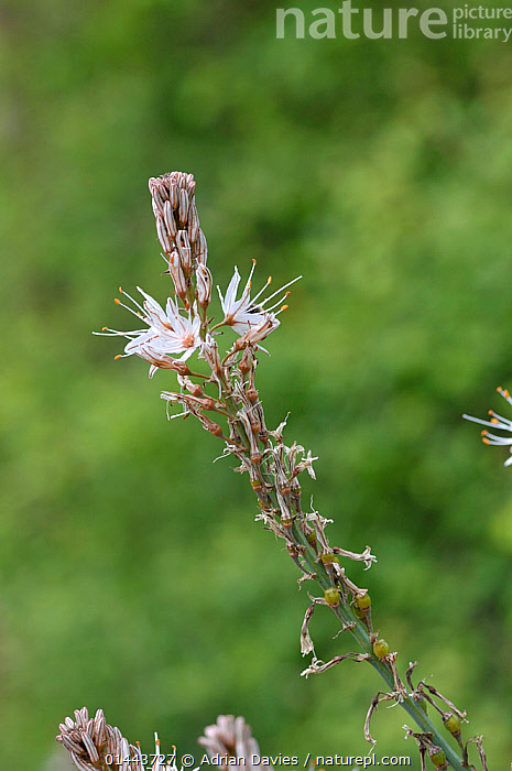 Stock photo of White asphodel (Asphodellus albus) in flower, Majorca ...