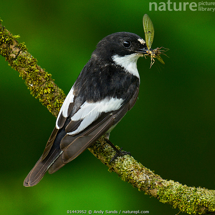 Stock photo of Male Pied flycatcher (Ficedula hypoleuca) with Mayfly ...
