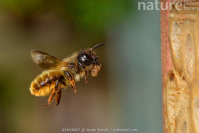 Stock photo of Female Red mason bee (Osmia bicornis) carrying mud to ...