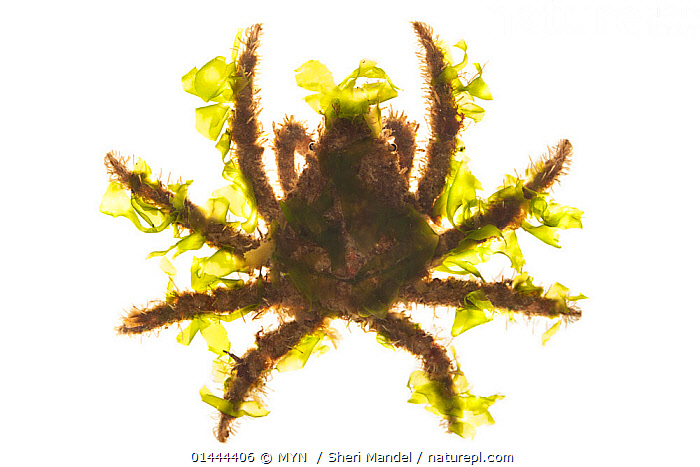 Stock photo of Decorator crab (Loxorhynchus crispatus) using seaweed as ...