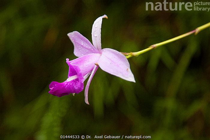 Stock photo of Bamboo orchid (Arundina graminifolia) in flower, Sikkim ...
