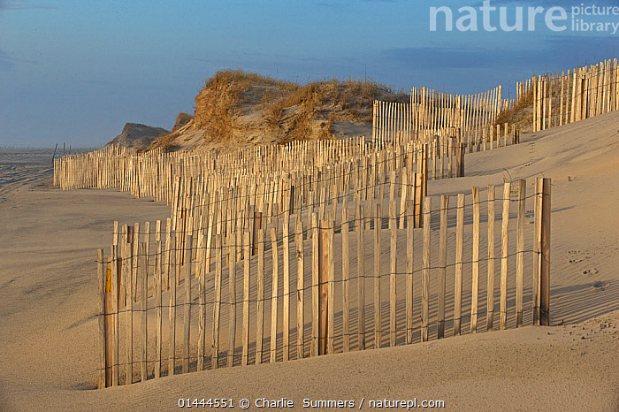 Stock photo of Sand fences along the beach to help against erosion of ...