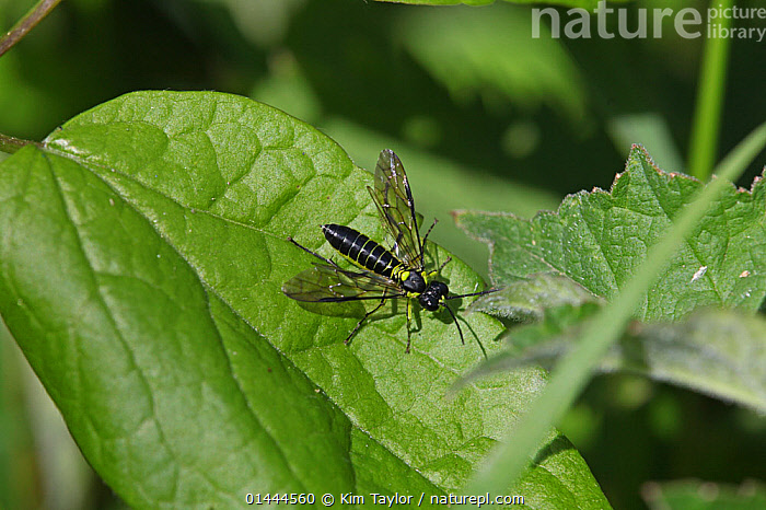 Stock photo of Green sawfly (Rhogogaster viridis) on leaf, Surrey ...